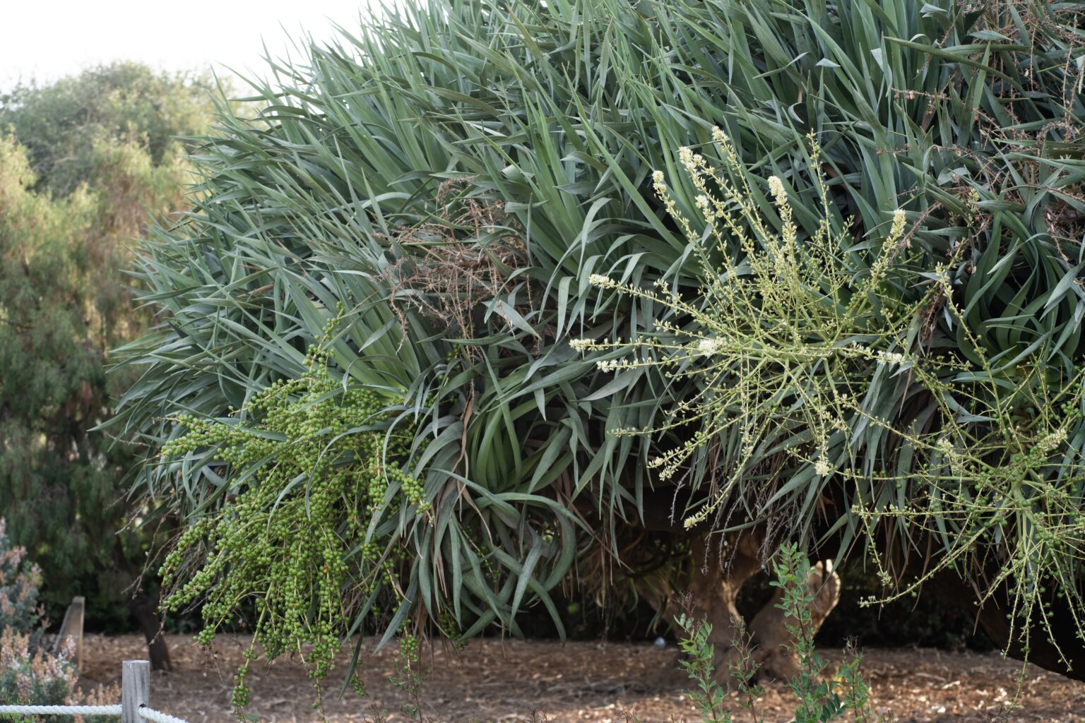 Home - Malta Botanical Gardens